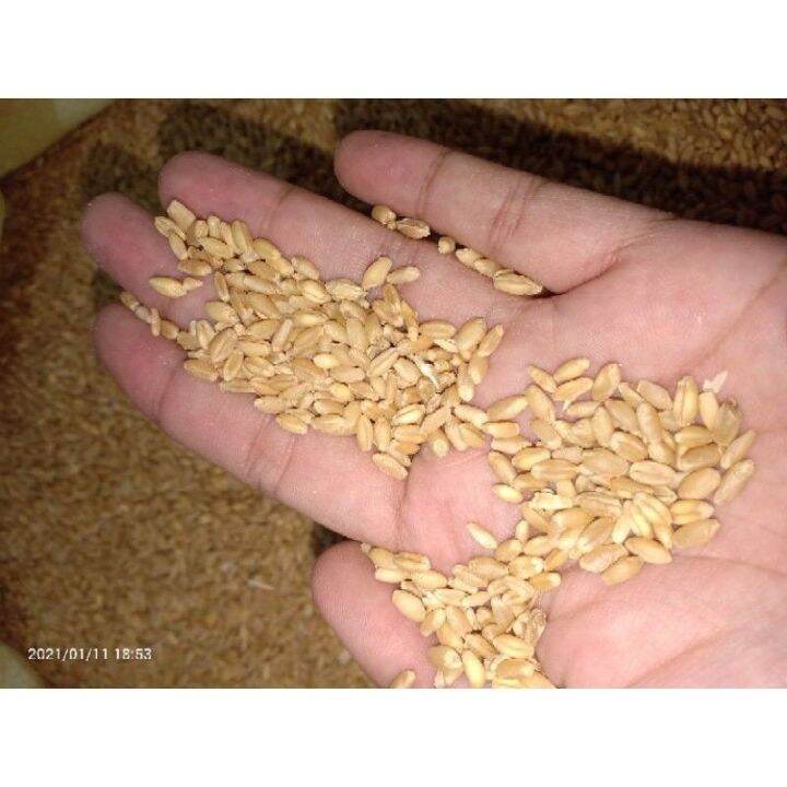 1Kg Bulgur Whole Wheat | Lazada PH