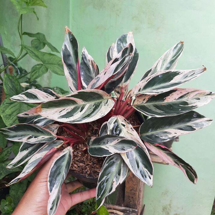 Tanaman Hias Calathea Triostar Multicollor Stromante variegata ...