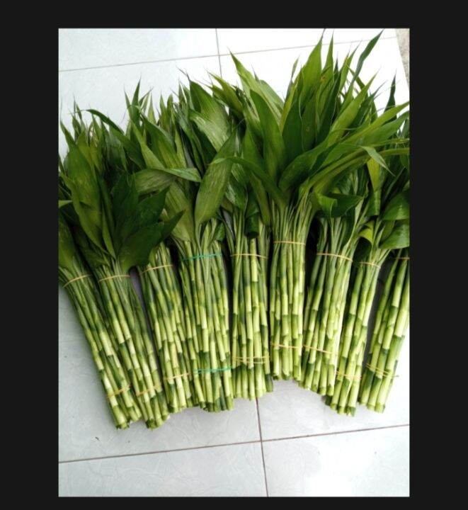 Tanaman hias Sri rejeki 10 batang/Bambu hoki/bambu air/Tanaman hias ...