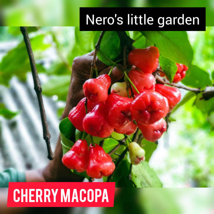 NLG0000148 Nero's cherry makopa grafted | Lazada PH