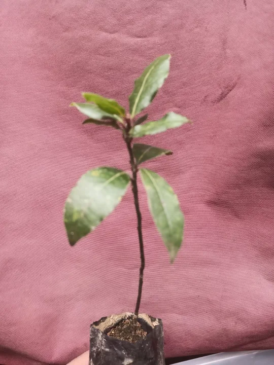 small sized Lucky Laurel laurus nobilis with Free | Lazada PH