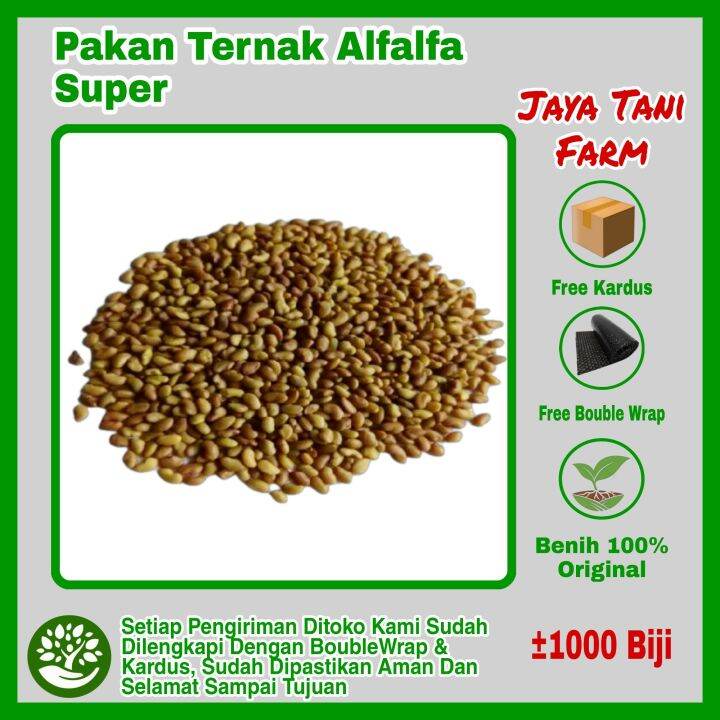 1000 Biji Benih Pakan Ternak Alfalfa Super Unggulan / Benih Rumput ...