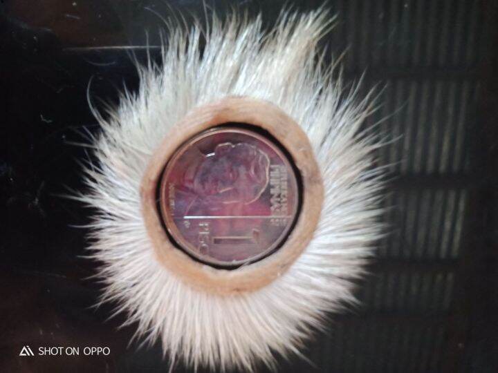 SIZE 1 PISO AUTHENTIC PILIKMATA NG KAMBING GOAT EYELASH PILIK MATA RING ...