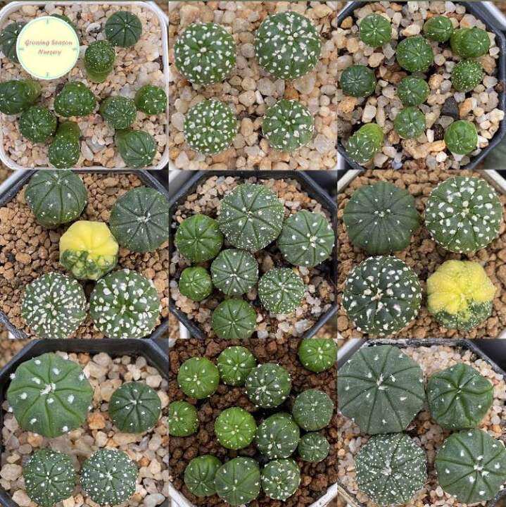 [ ASTR4 ] แอสโตรไฟตัม ขนาดเล็ก ⭕️ น้องมีรอยแผลบ้างนะคะ ⭕️ แอสโตร แอสโตร ...