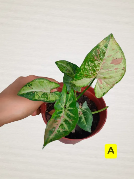 Confetti Tricolor (syngonium) | Lazada PH