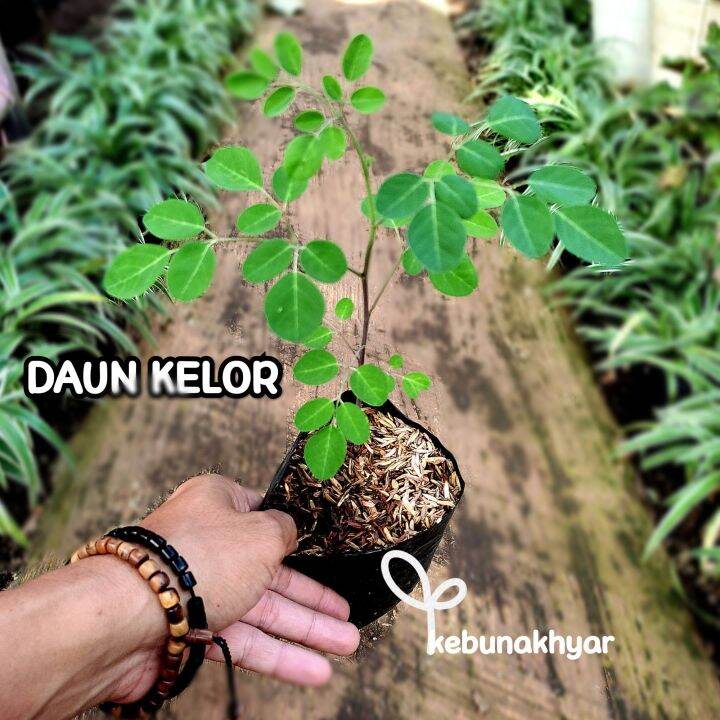 Bibit Kelor Tanaman Herbal Daun Kelor Pohon Kelor Moringa Miracle Tree ...