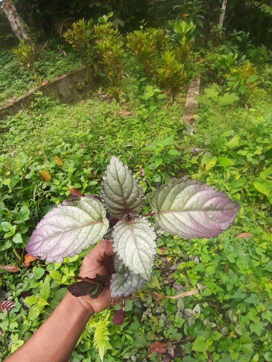 tanaman sambang getih atau remek daging | Lazada Indonesia