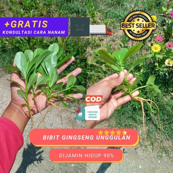 bibit tanaman gingseng GINSENG JAWA UNGGUL tanaman herbal untuk obat herbal tradisional yang ...