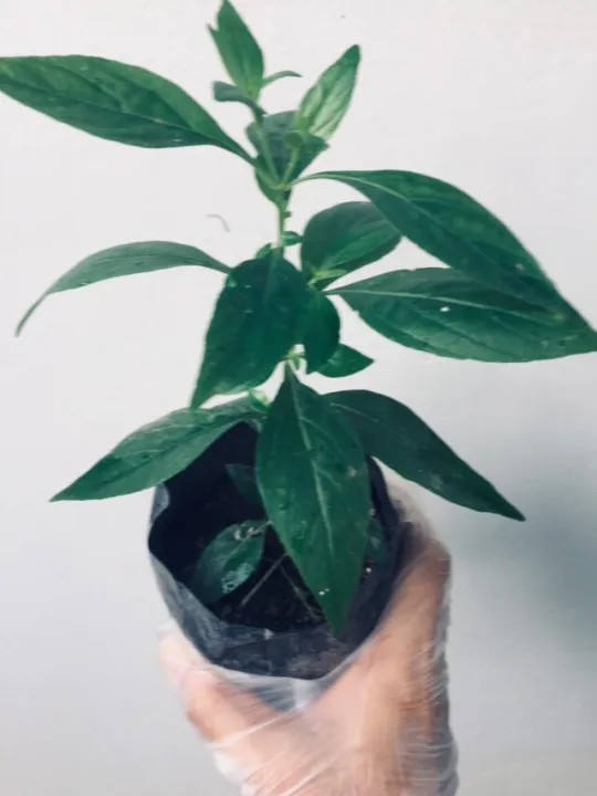 Serpentina Live Plant/Luzon Buyers Only | Lazada PH