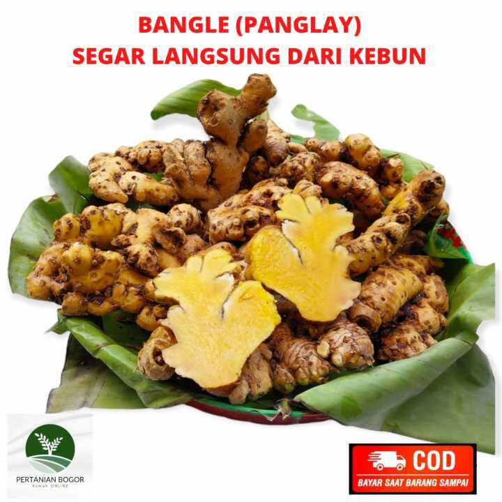PANGLE (PANGLAY) SEGAR 1KG | Lazada Indonesia