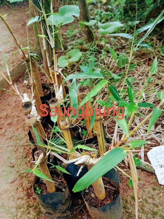 Stek Batang bambu Haur kuninng tumbuh tunas | Lazada Indonesia