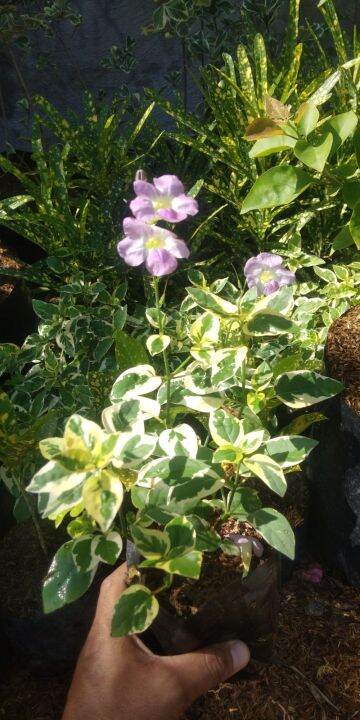 anastasia variegated live plant mganda po ang bulaklak bili napo mga ...
