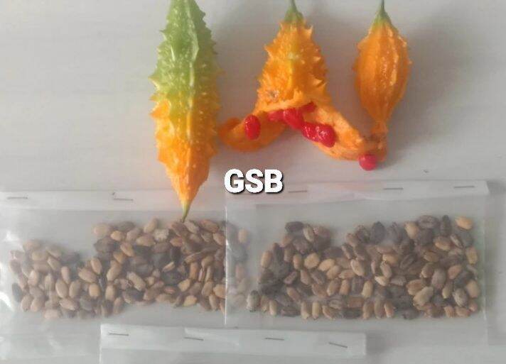 Benih biji pare hutan super pilihan | Lazada Indonesia