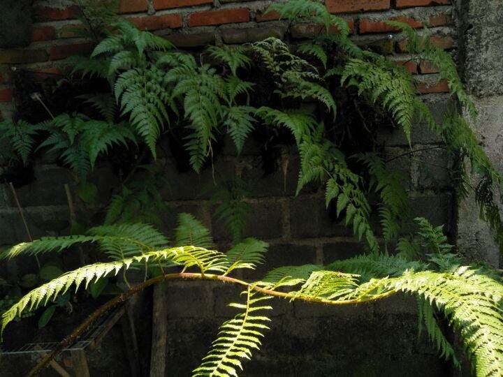 tanaman hias pakis jalar jumbo tanaman rambat 30cm | Lazada Indonesia