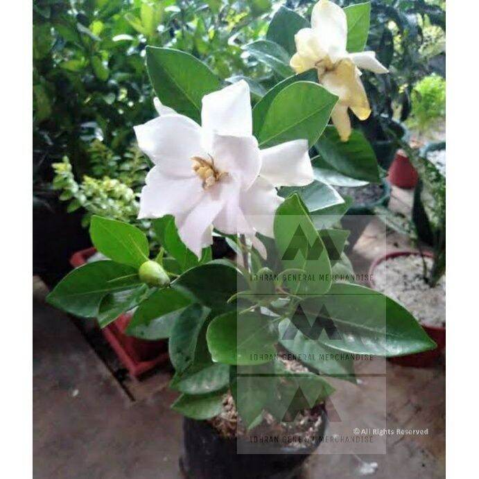 Rosal Flowerinf/Gardenia jasminoides flower seedlings | Lazada PH