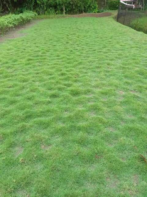 Rumput Jepang / Rumput Taman / Rumput 1 Meter Persegi | Lazada Indonesia