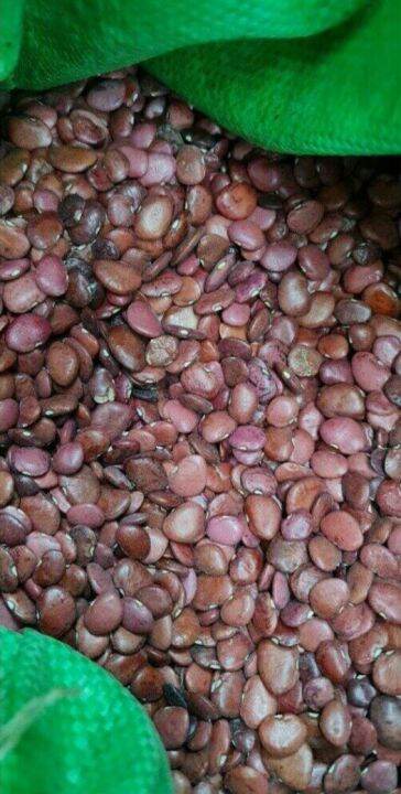 RED VELVET BEANS 1kg | Lazada