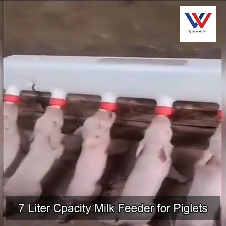 Milk feeder for piglet pig milk feeder piglet auto milk feeder milk ...