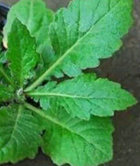 daun dewa herbal segar / daun samsit | Lazada Indonesia