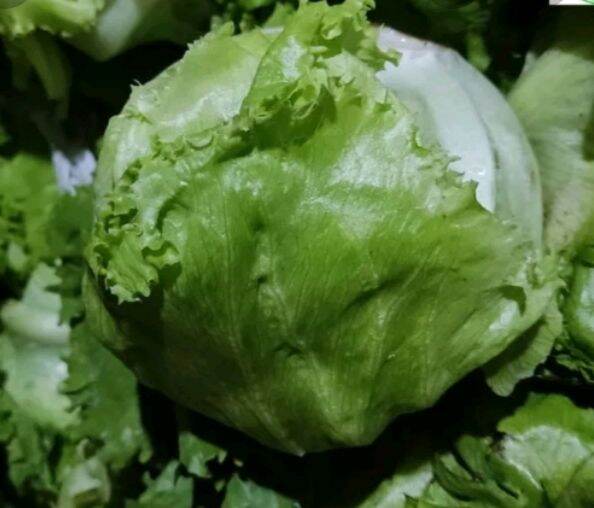 LETTUCE/ICEBERG LETTOCE/SELADA HEAD FRASH/ SAYURAN KEBAB 500gram ...