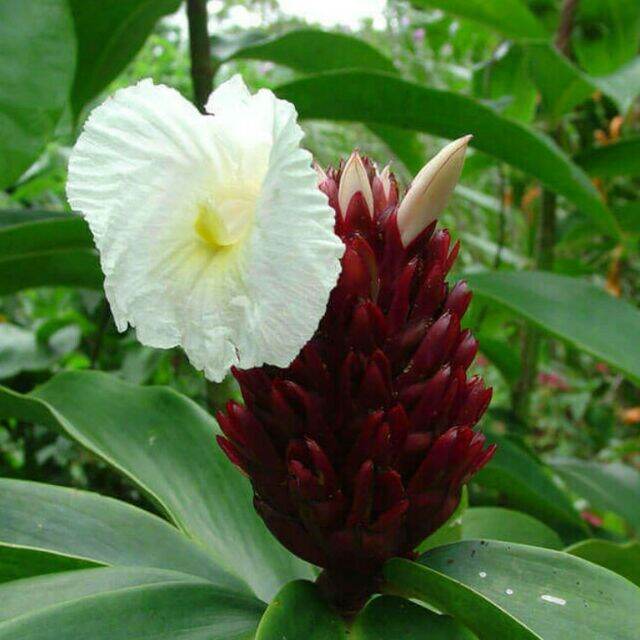 pokok setawar hutan herba | Lazada