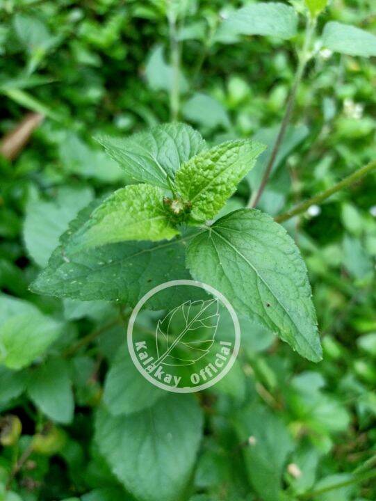 Daun Bandotan Herbal 1 kg | Lazada Indonesia