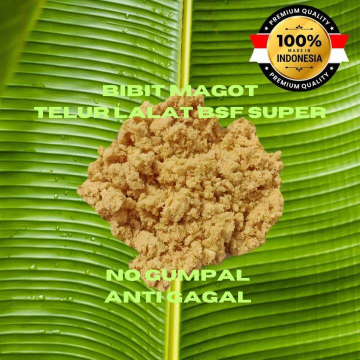 paket 20 gram telur Magot bsf bibit magot bsf super anti gumpal dan ...