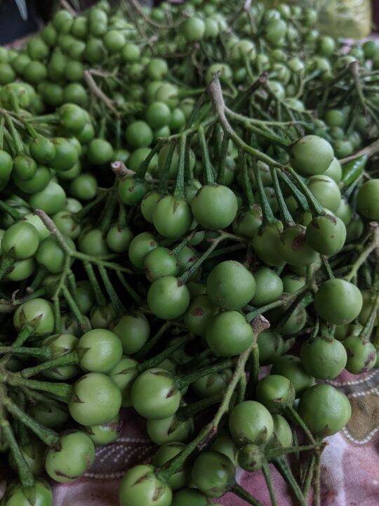 Terung Belanda 1kg // Terung Pipit 1kg | Lazada