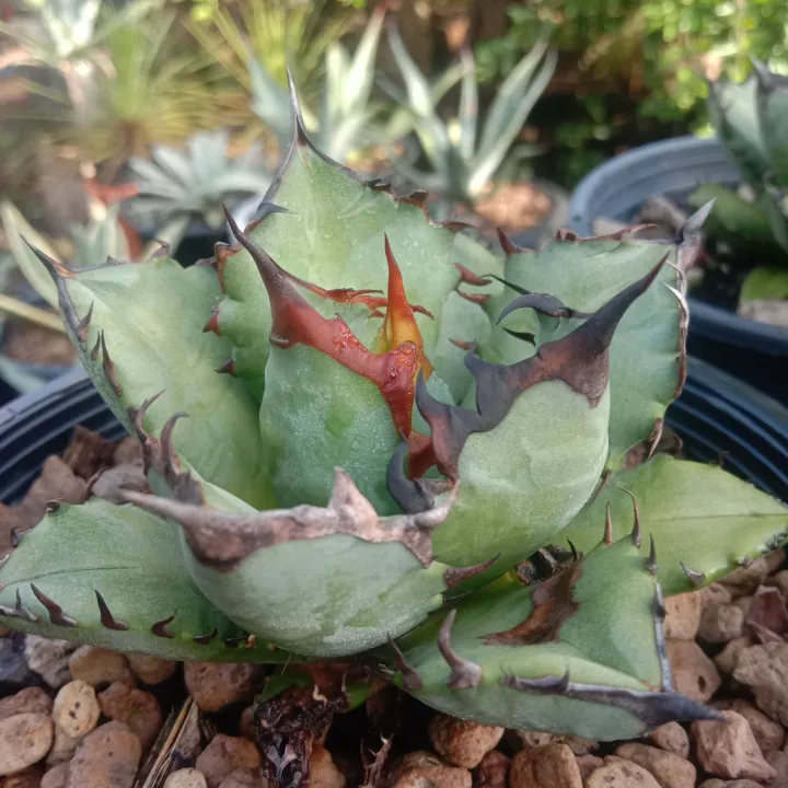 agave titanota no.1 compact | Lazada.co.th