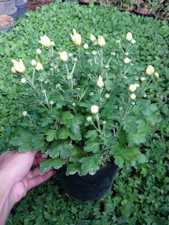 [ KRISAN POT JUMBO ] Tanaman Hias Hidup Bunga Krisan Aster Tanaman ...