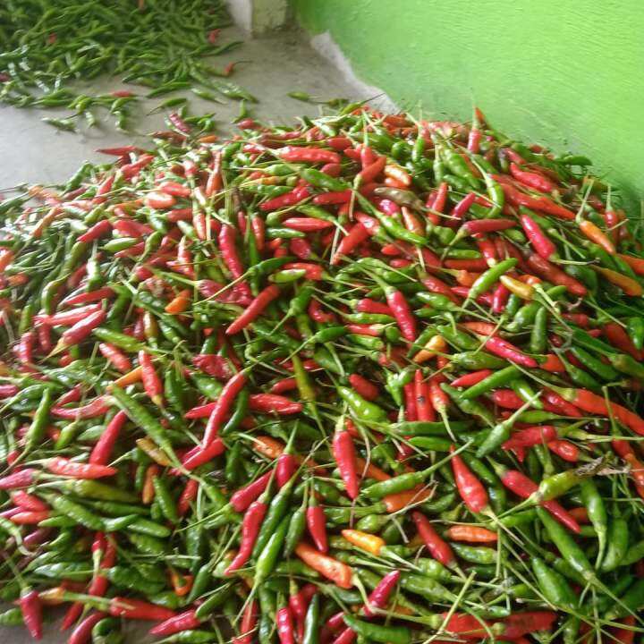 BIBIT BENIH CABE RAWIT LOKAL CABE RAWIT GUNUNG 35G PROMO | Lazada Indonesia