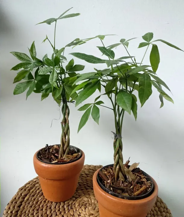 Bunga Pachira Kepang 3 / Bunga Pacira / Tanaman Hias Pachira / Bunga ...