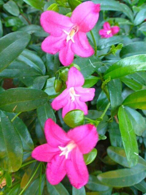 Pokok bunga wangi lemonia / ravenia spectabilis, bunga pink, daun biasa ...