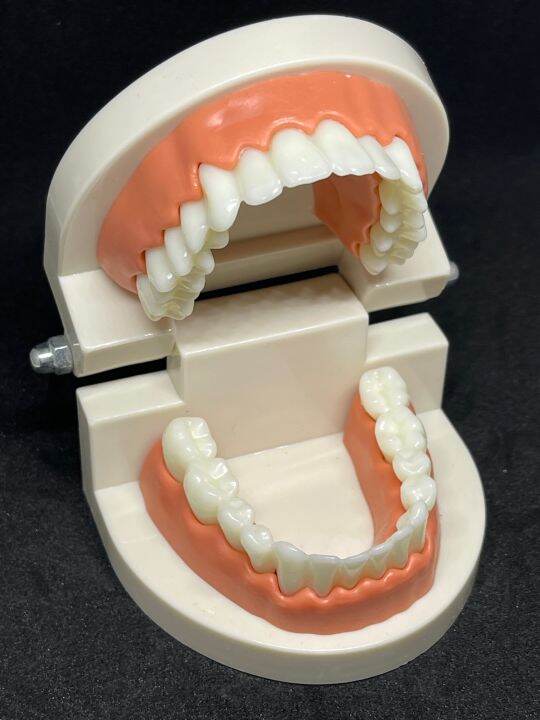 Teeth model plastic | Lazada PH