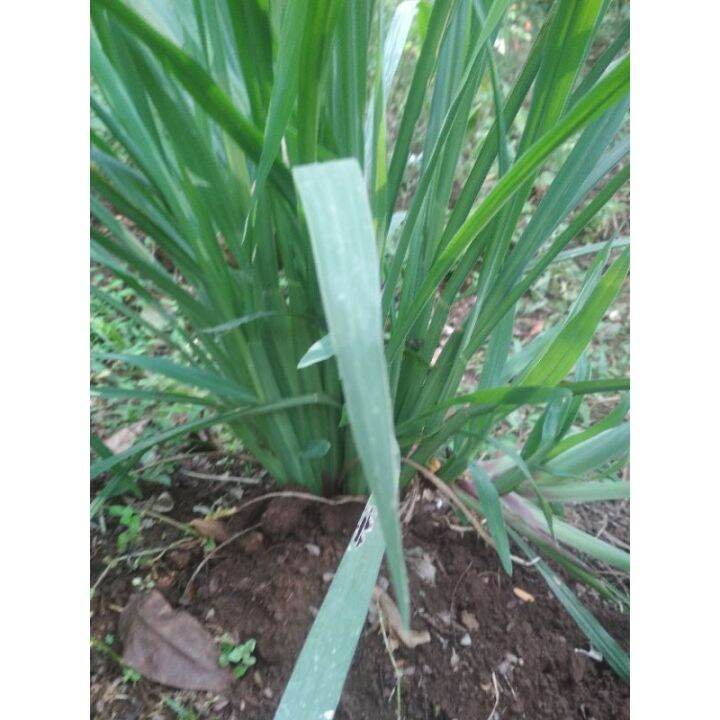 1 kg Bibit Rumput Satria/Demplot/Sataria pakan hewan kambing,kuda,sapi ...