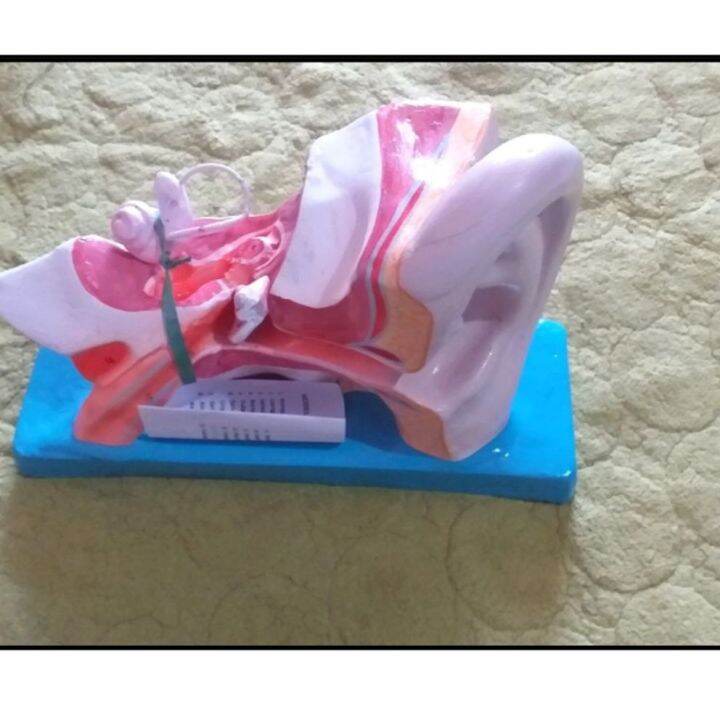 telinga alat peraga pendidikan model torso telinga | Lazada Indonesia