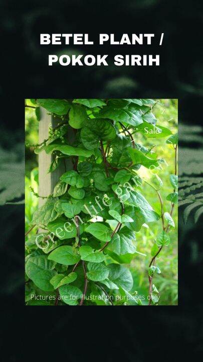 Pokok Sireh / BETEL plant (LIVE PLANT) | Pokok hidup | Lazada