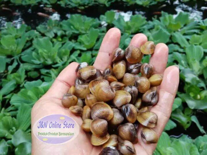 Kerang remis laya obat liver / sakit kuning | Lazada Indonesia