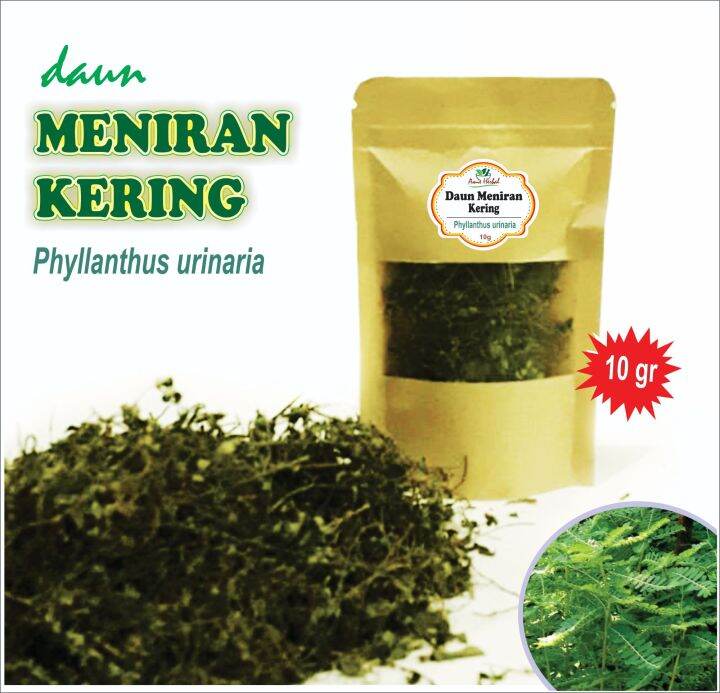 Daun Meniran Kering/Phyllanthus Urinaria. Herbal Daun meniran kering ...