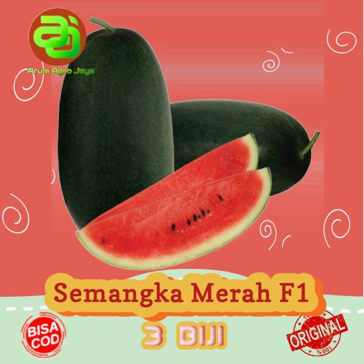 Benih bibit biji SEMANGKA MERAH hibrida INUL MARDY F1 3 biji | Lazada ... Benih bibit biji SEMANGKA MERAH hibrida INUL MARDY F1 3 biji | Lazada ...
