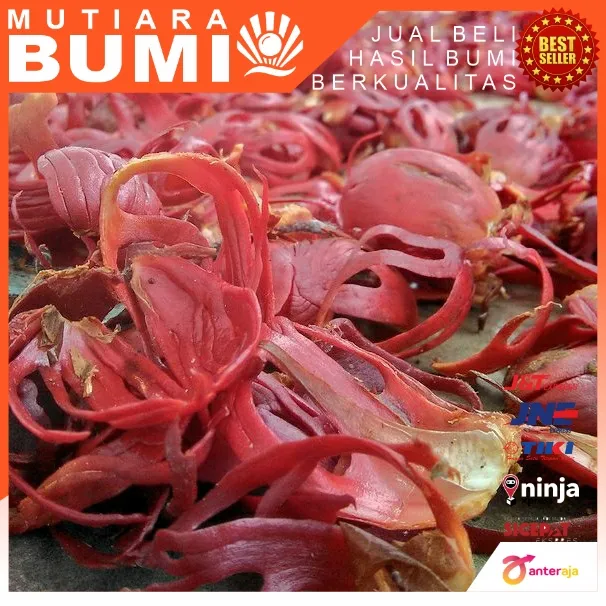 bunga pala, puli, cempra 500gr | Lazada Indonesia