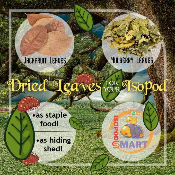 [Ready Stock] Dried Leaves for Isopods / 50g Isopod Staple Food ...
