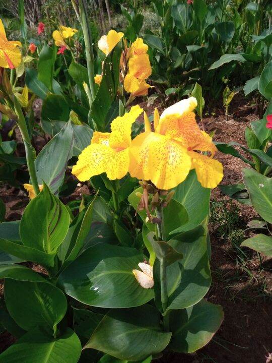 tanaman hias pohon cana/bunga sebe | Lazada Indonesia