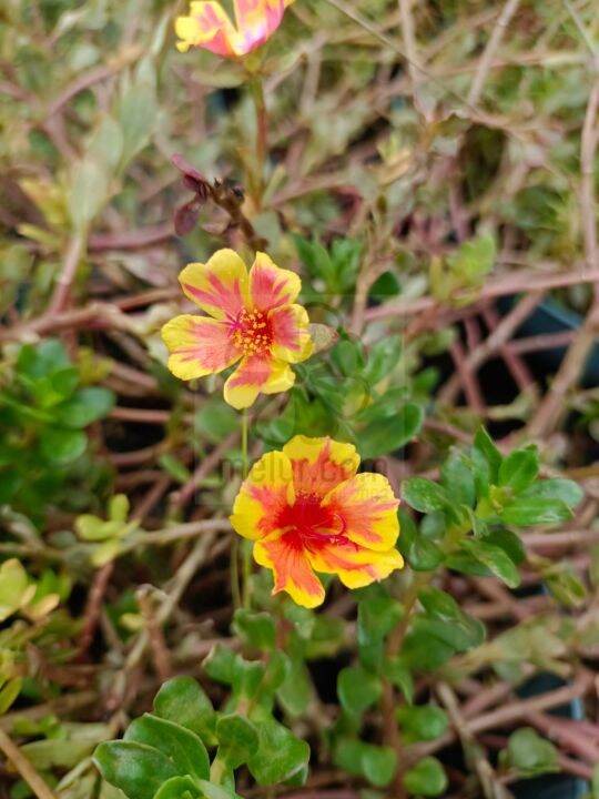 MDC- Portulaca umbraticola Japanese Rose sapling / Anak Pokok Ros Jepun ...