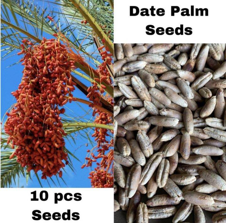 Dates fruit seeds - imported from saudi | Lazada PH