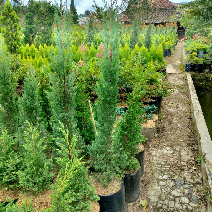 bibit pohon cemara berbagai jenis | Lazada Indonesia