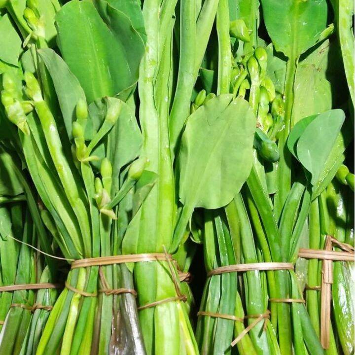 Daun genjer segar | Lazada Indonesia