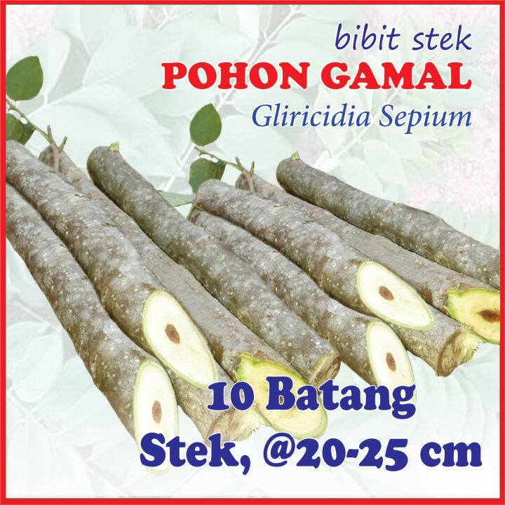 pohon gamal stek/bibit/Gliricidia sepium. 10 batang stek. | Lazada ...