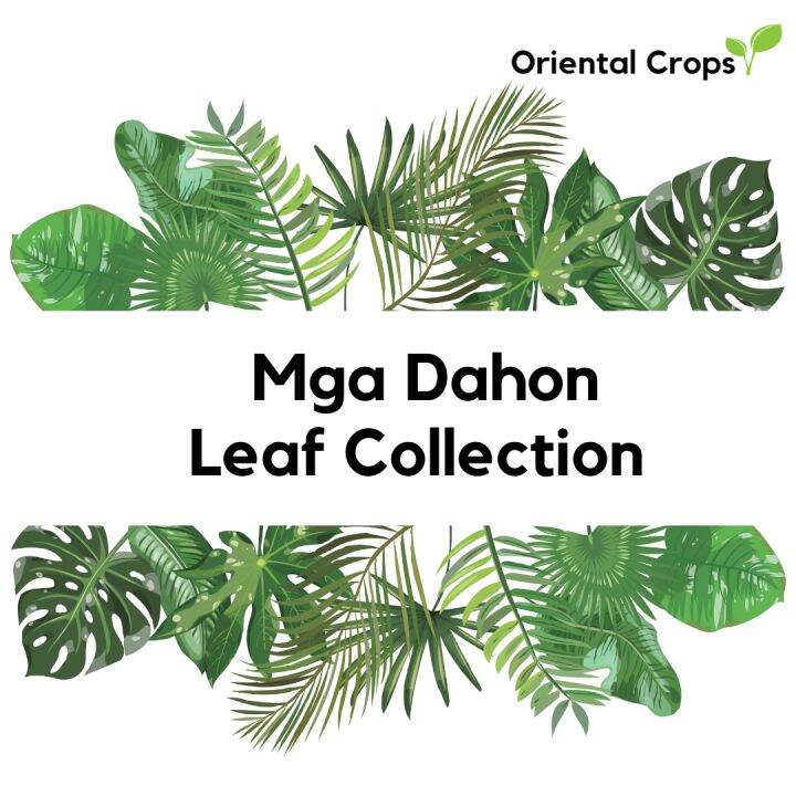 Dahon Leaf Collections Fresh from the Farm | Lazada PH