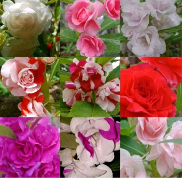 Biji Bunga Pacar Air Tumpuk 150 Benih Mix / Benih Bunga Pacar Banyu ...